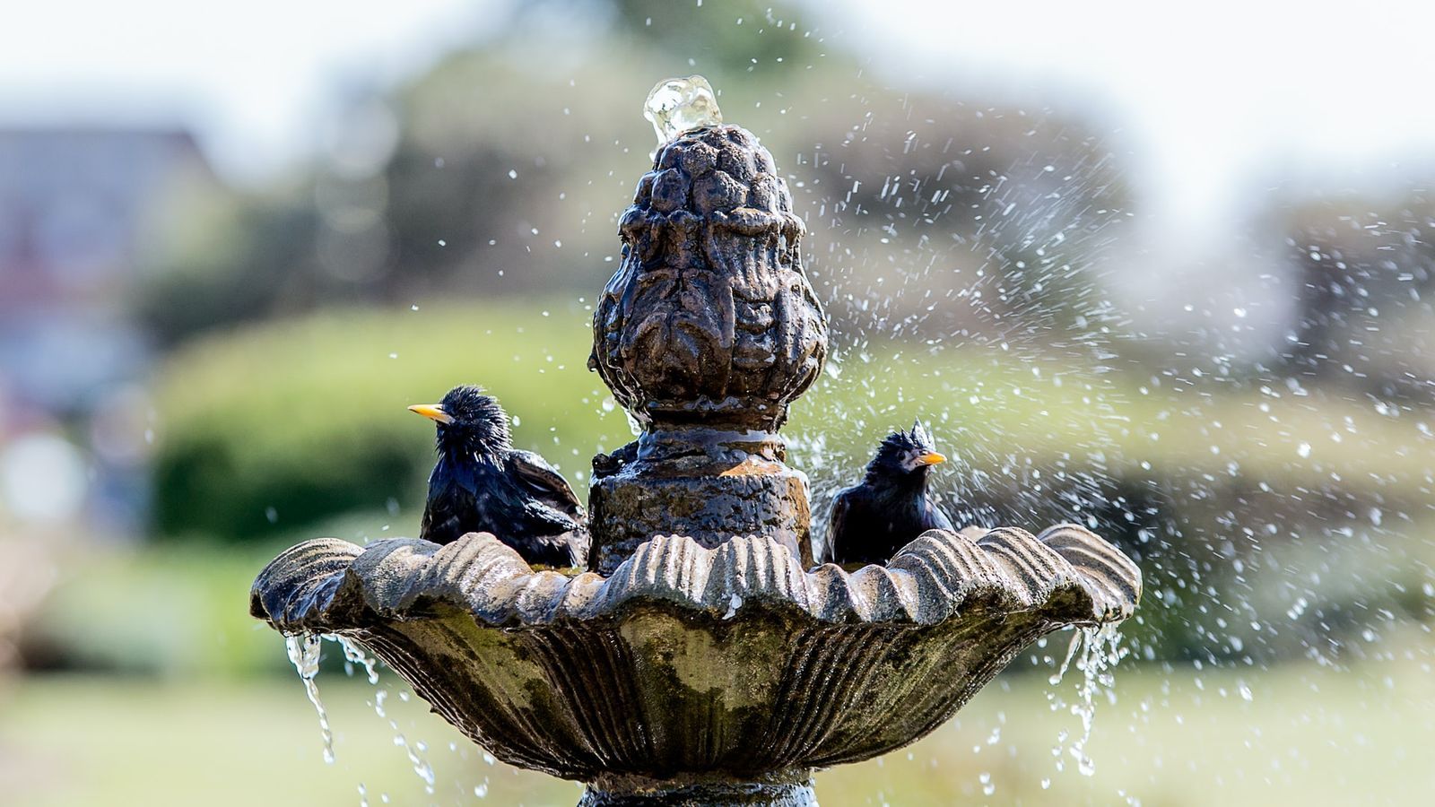 Bird Baths 101: How to Create a Bird-Friendly Watering Hole in Your ...