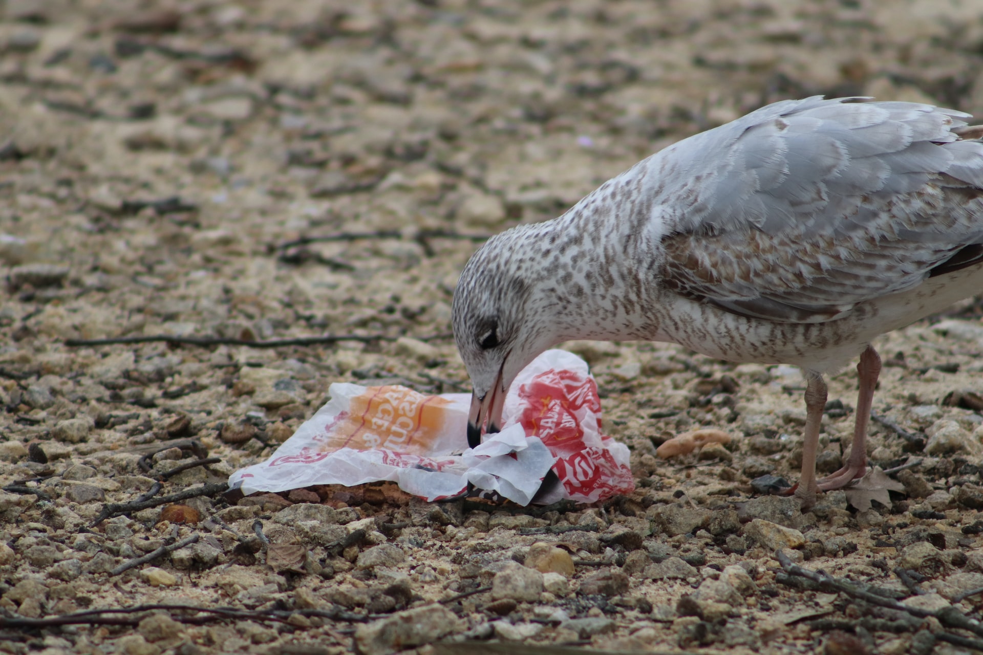 Seagulls, Pigeons And Their Bad Reputations » Why Some Birds Are Hated ...