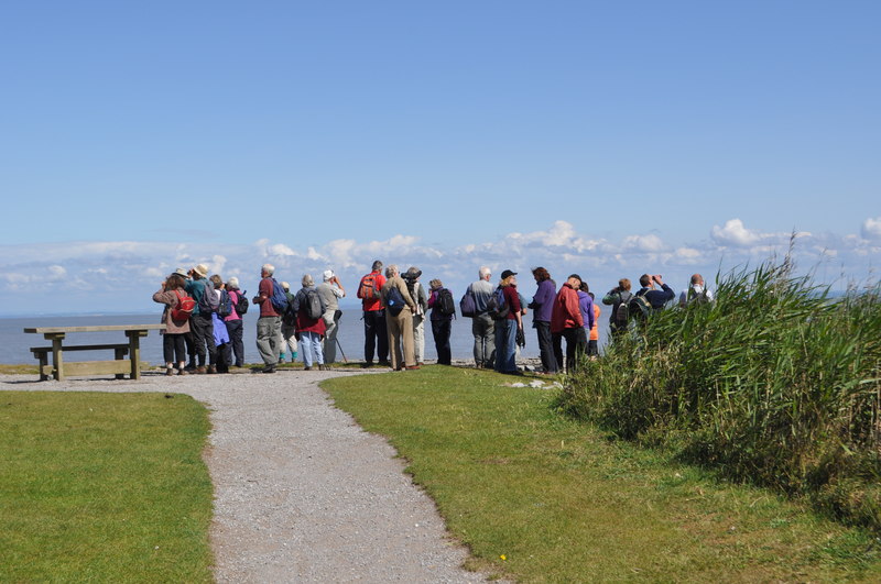 Birdwatching Lingo & Terminology - Bird Buddy Blog