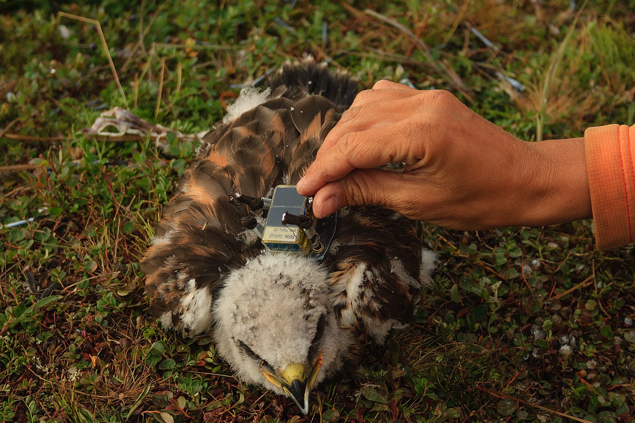 Tracking the Unique and Fascinating Lifestyles of Birds Through ...