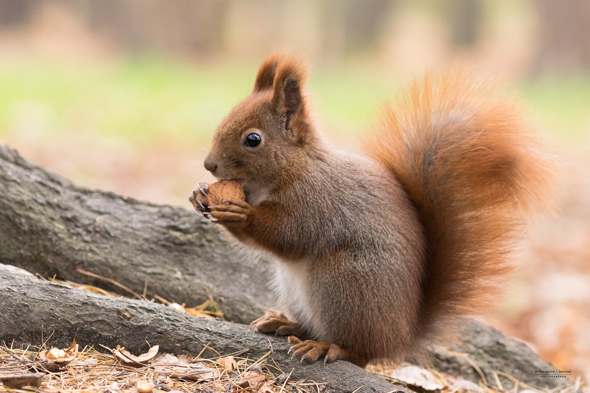 How To Keep Squirrels Off Bird Feeders? » Tips - Bird Buddy Blog