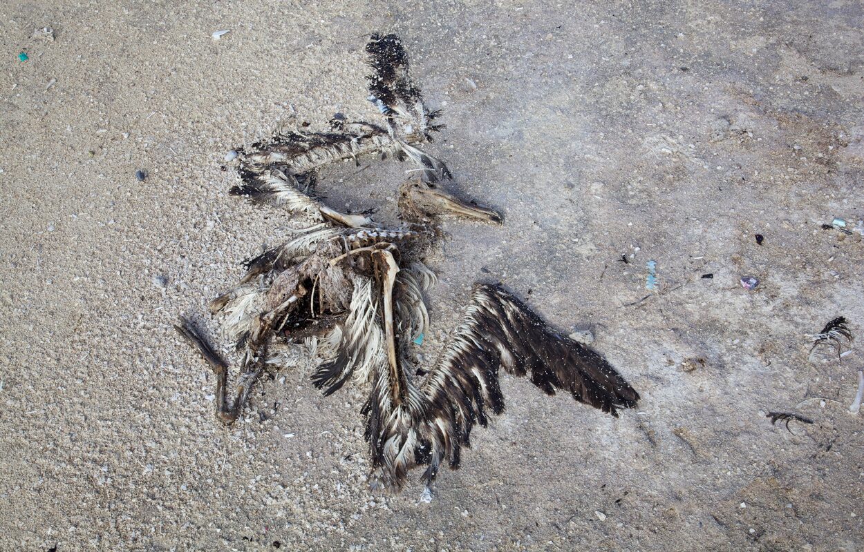 Bird Fossils » Evolution Of Birds - Bird Buddy Blog