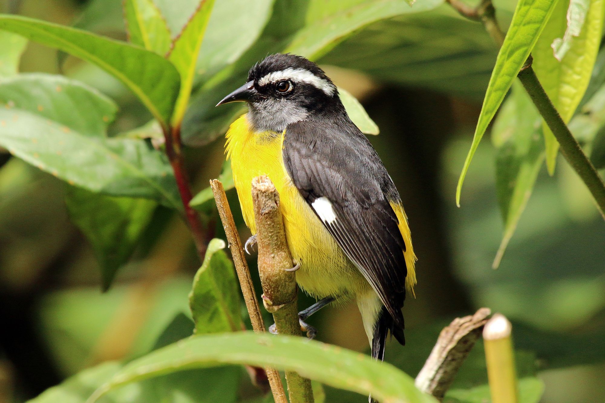 8 Funny & Weird Names of Birds - Bird Buddy Blog