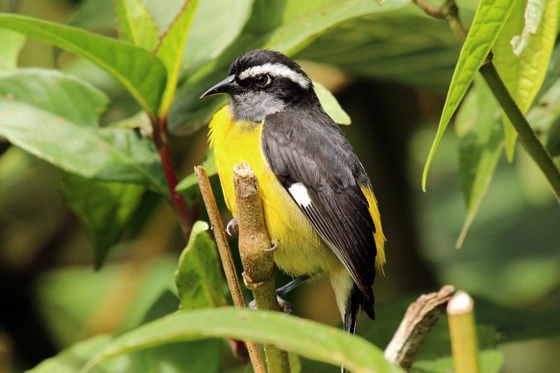 8 Funny & Weird Names of Birds - Bird Buddy Blog