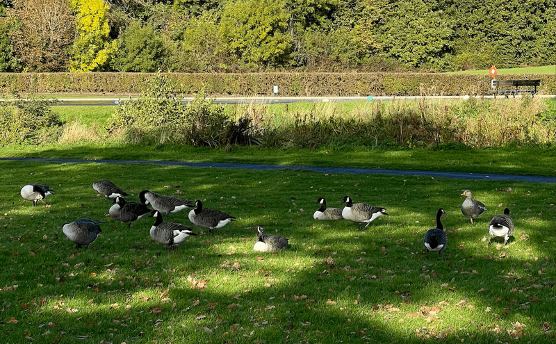 Smarter Together: Mixed Species Foraging Flocks - Bird Buddy Blog