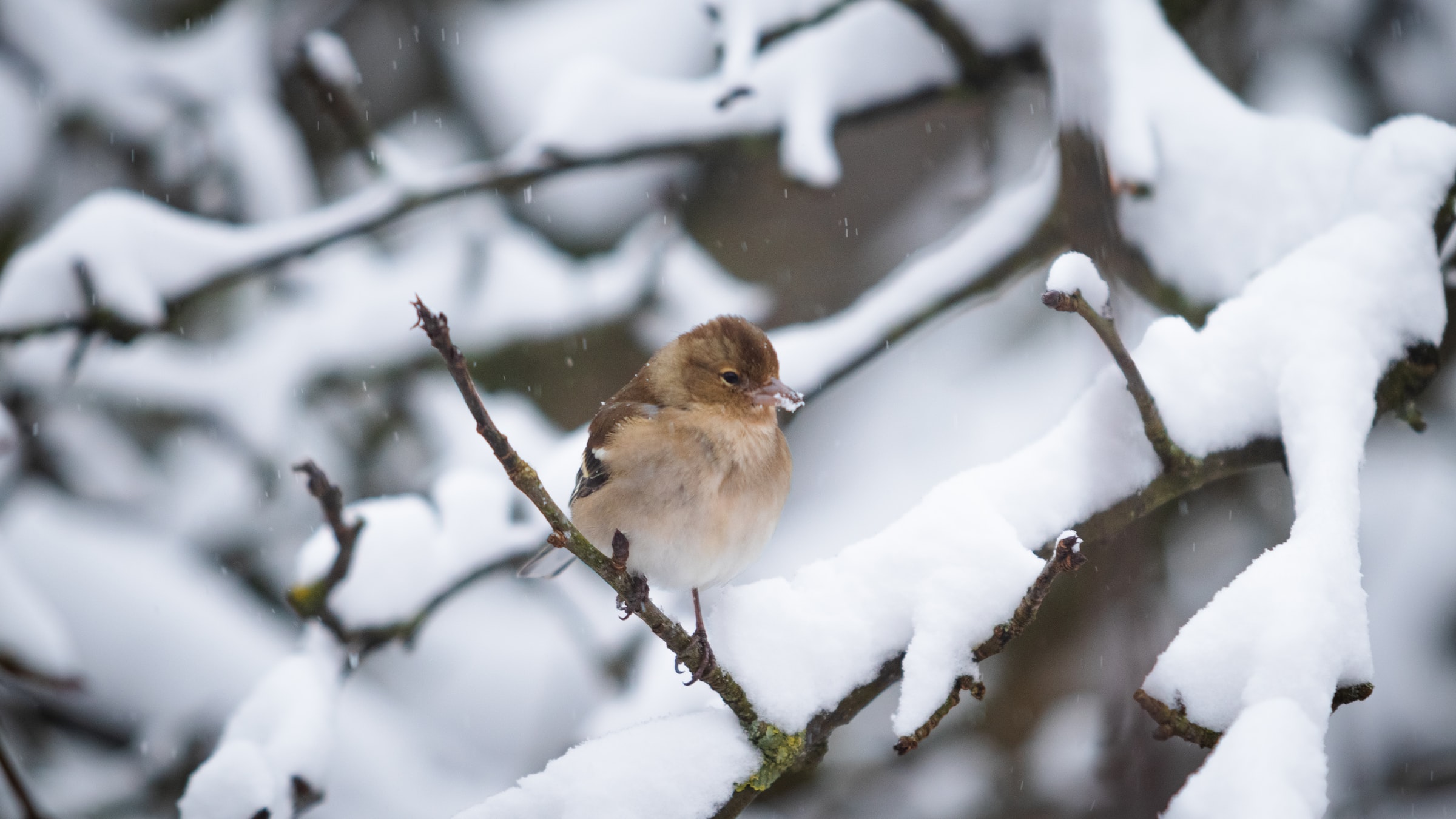 Hibernation and Why Do Birds Do It? - Bird Buddy Blog