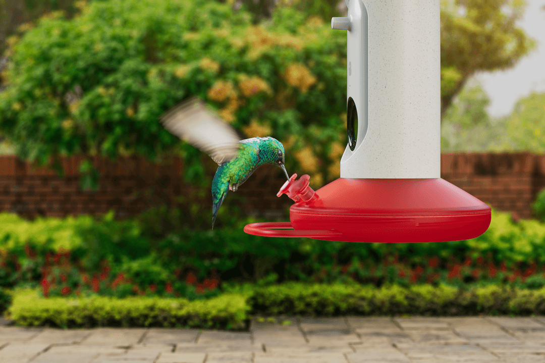 Bird Buddy Reveals Hummingbird Feeder Prototype - Bird Buddy Blog