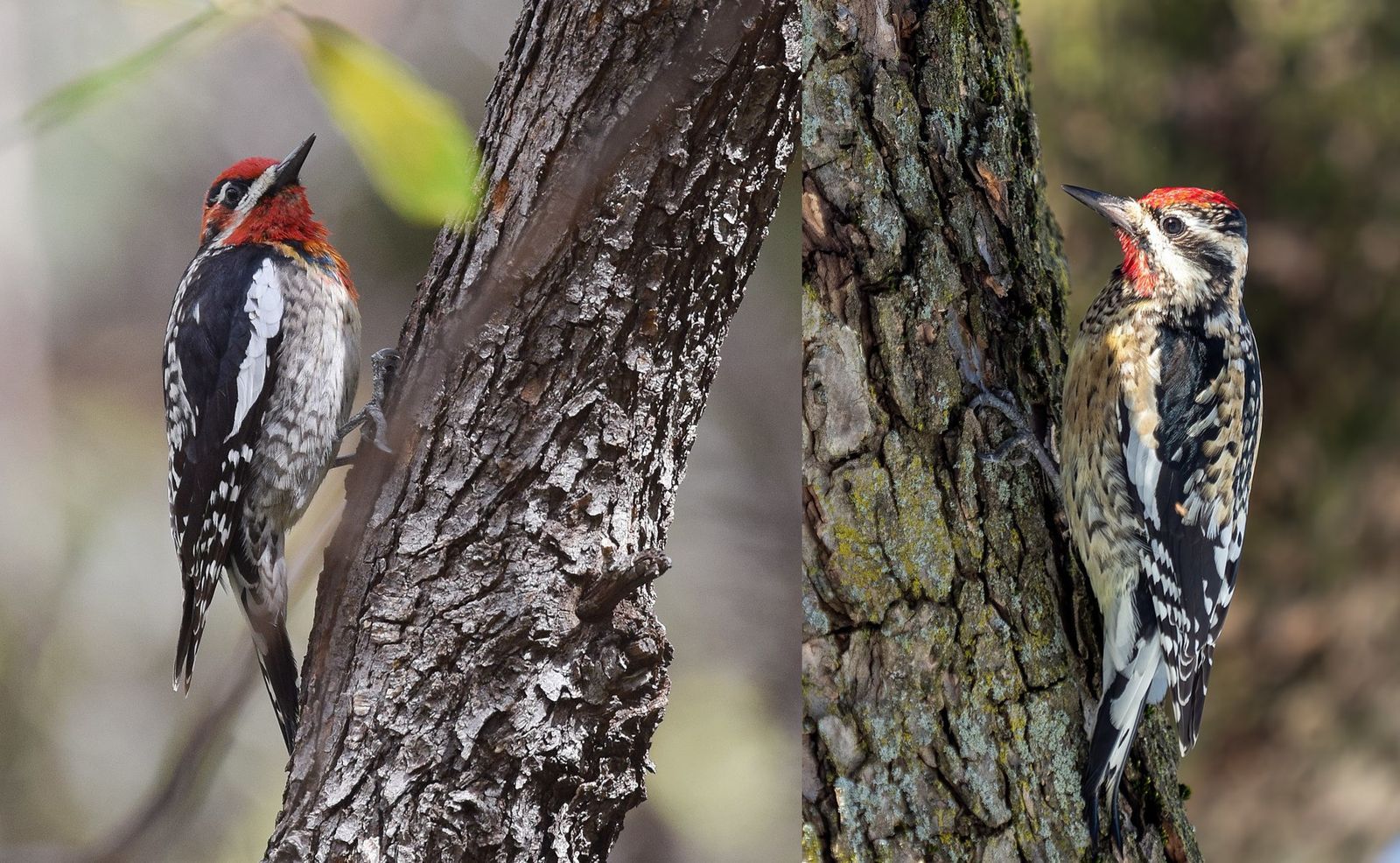 Yellow-bellied Sapsucker vs Red-naped sapsucker - Bird Buddy Blog
