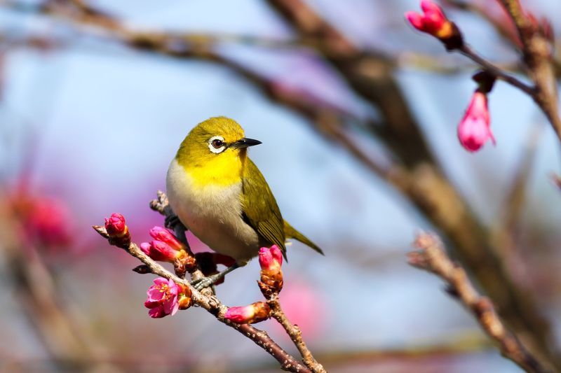 Spring -> All About The Birds - Bird Buddy Blog