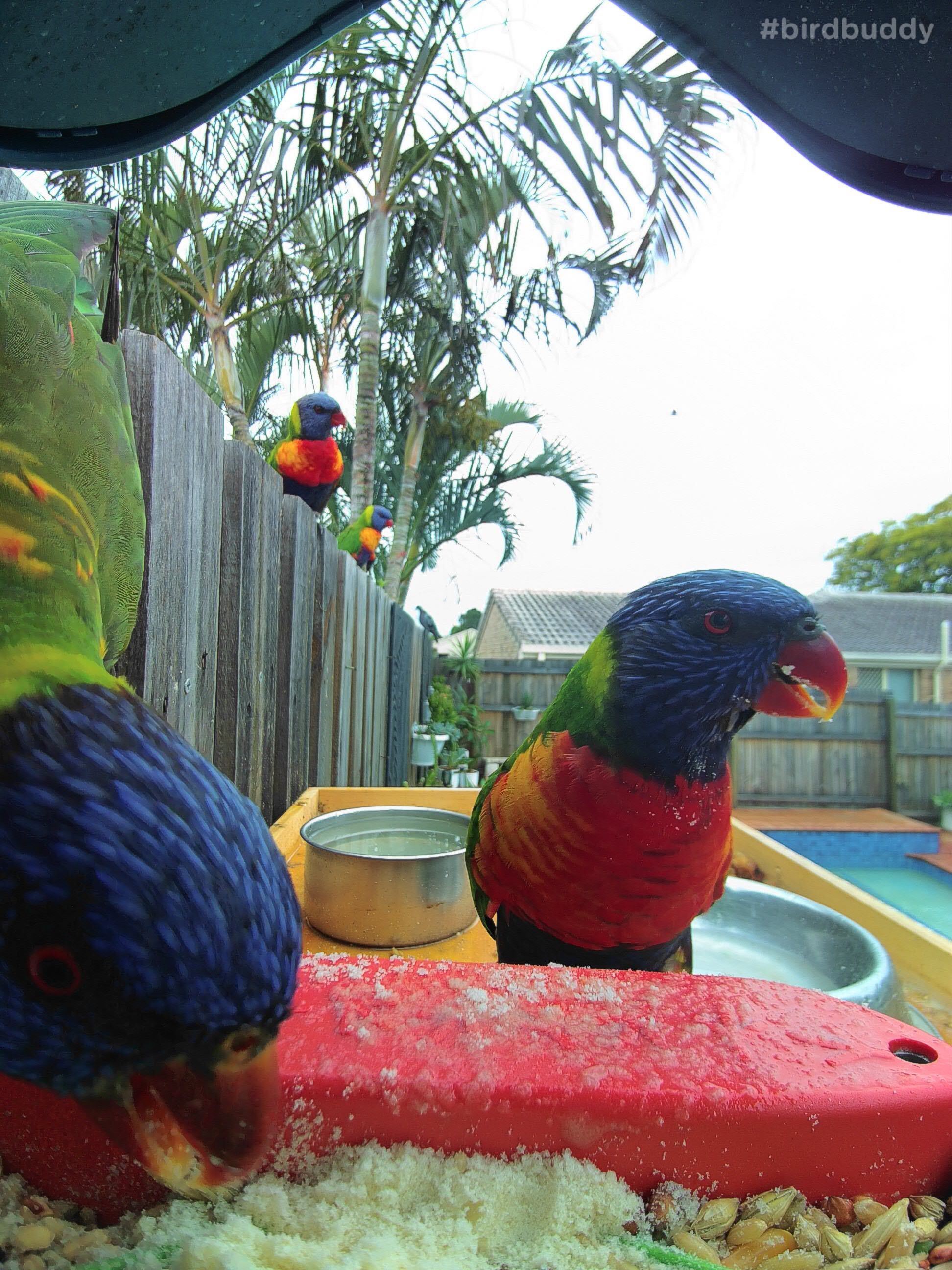 Bird Buddy Visitors -> Funky Feathers - Bird Buddy Blog