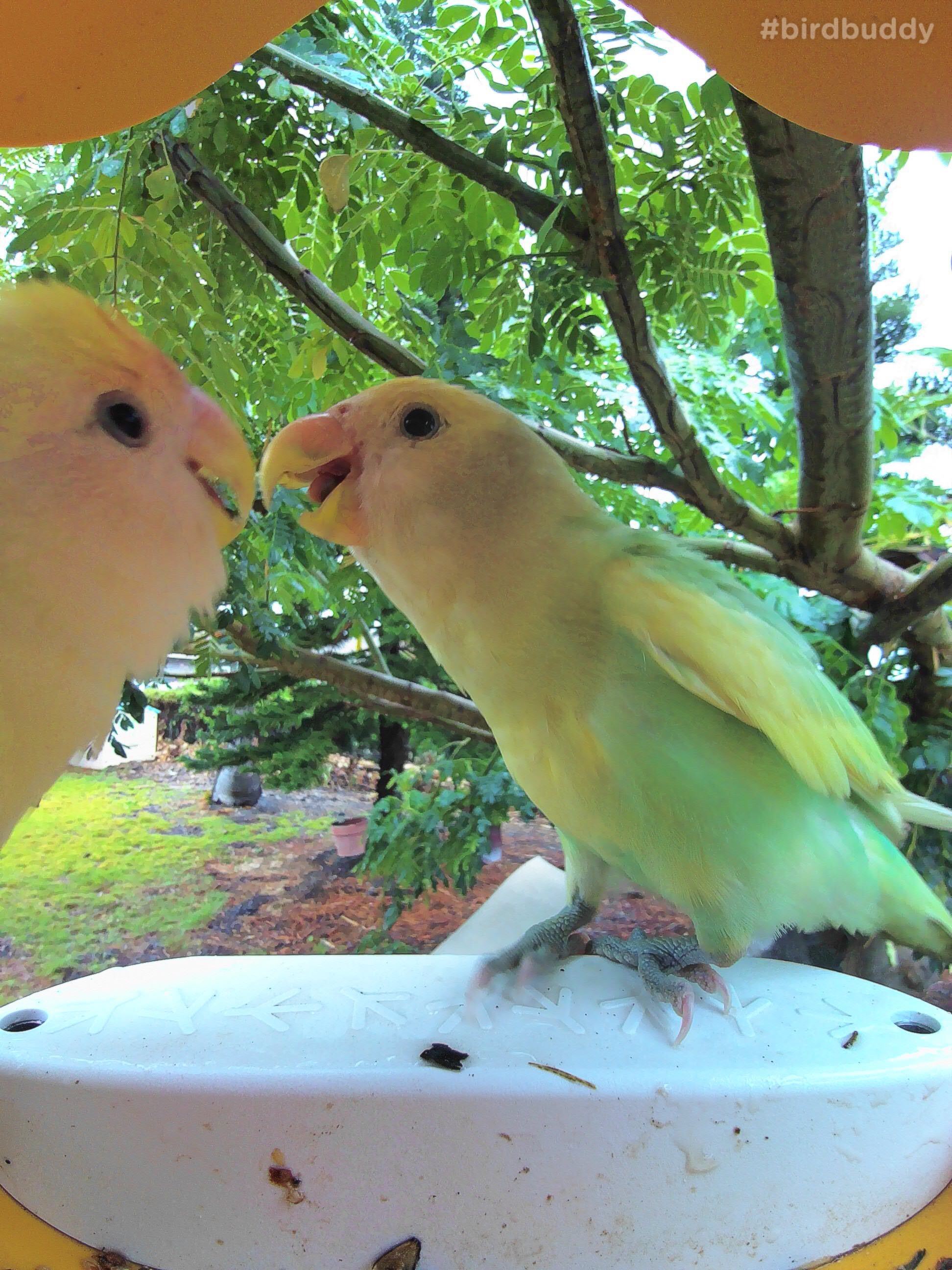 Bird Buddy Visitors -> Funky Feathers - Bird Buddy Blog