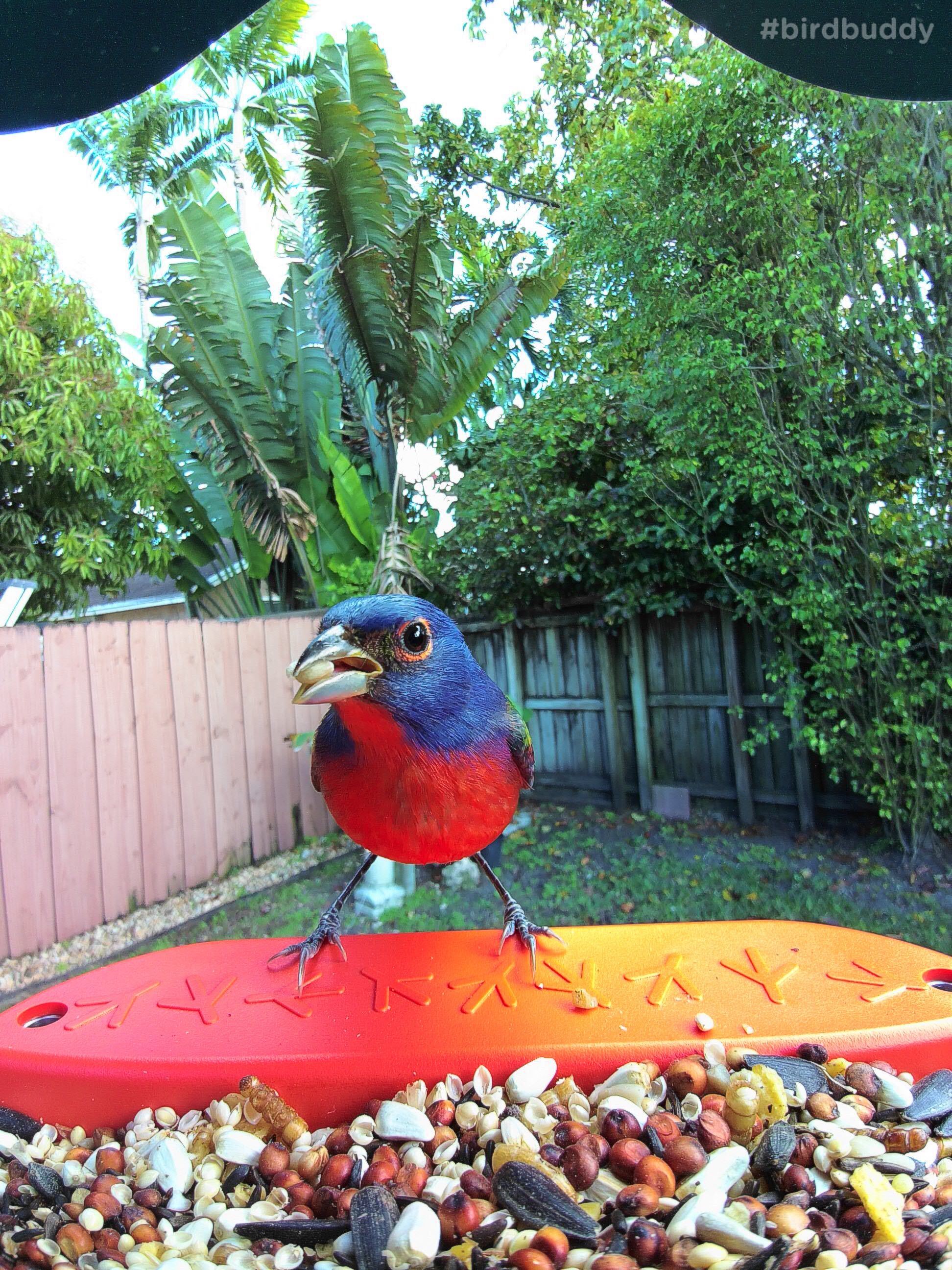 Bird Buddy Visitors -> Funky Feathers - Bird Buddy Blog