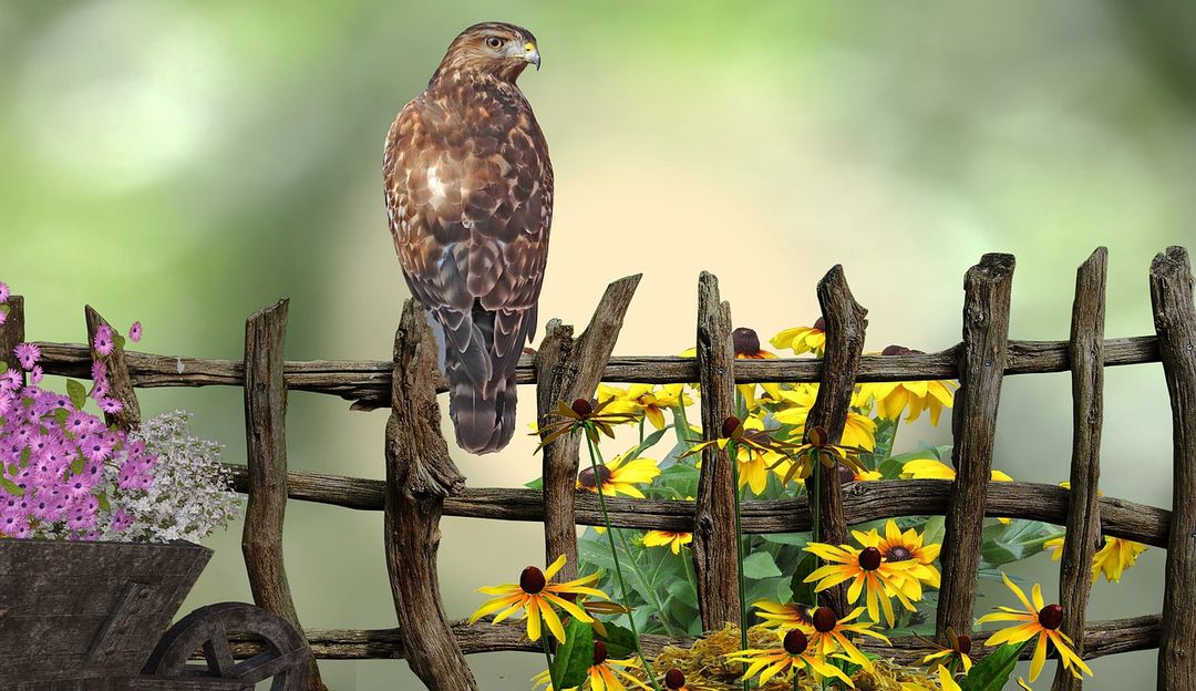 How To Deter Backyard Birds Of Prey - Bird Buddy Blog