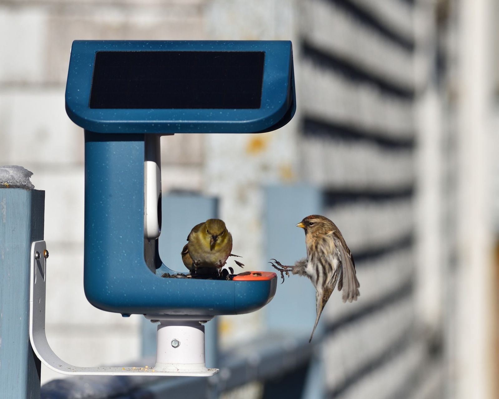 Biodiversity In Your Backyard -> 5 Easy Steps! - Bird Buddy Blog