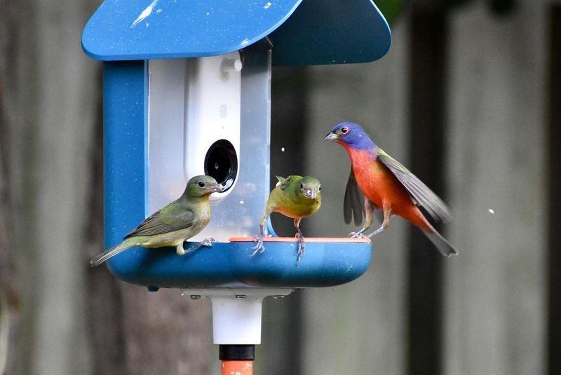 Bird Buddy Tales: My Bird Buddy Official Blog