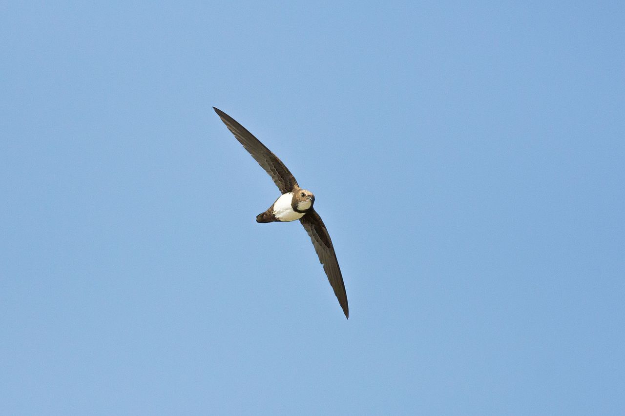 Five Awesome Facts About Bird Sleep - Bird Buddy Blog