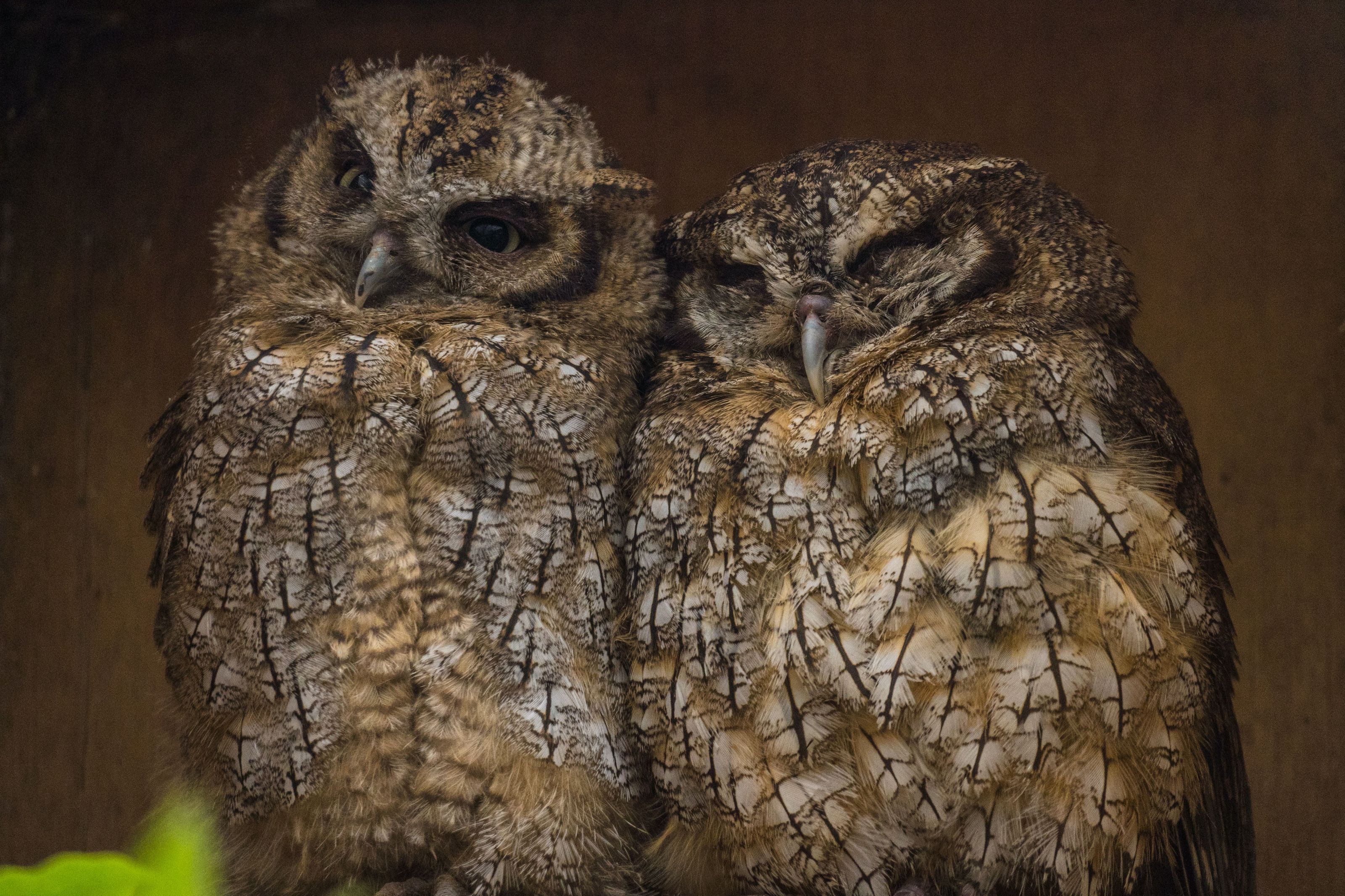 Can Birds Form Friendships? - Bird Buddy Blog