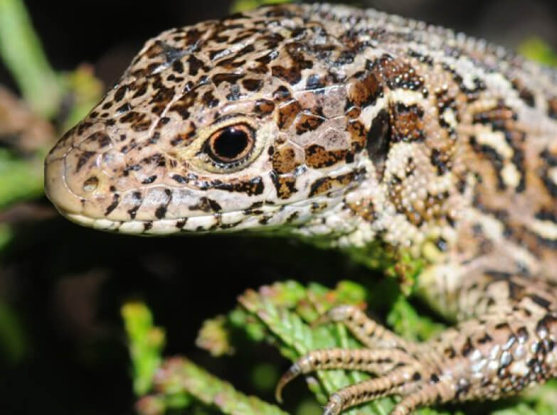 Lizard Loop Route - Cyclexperience