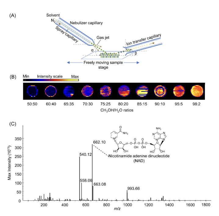 DESI-MSI法によるApoE-/-マウスの大動脈組織におけるオメガ-3脂肪酸のNAD+濃度上昇の発見 ｜株式会社プレッパーズ-浜松医科大学 ...