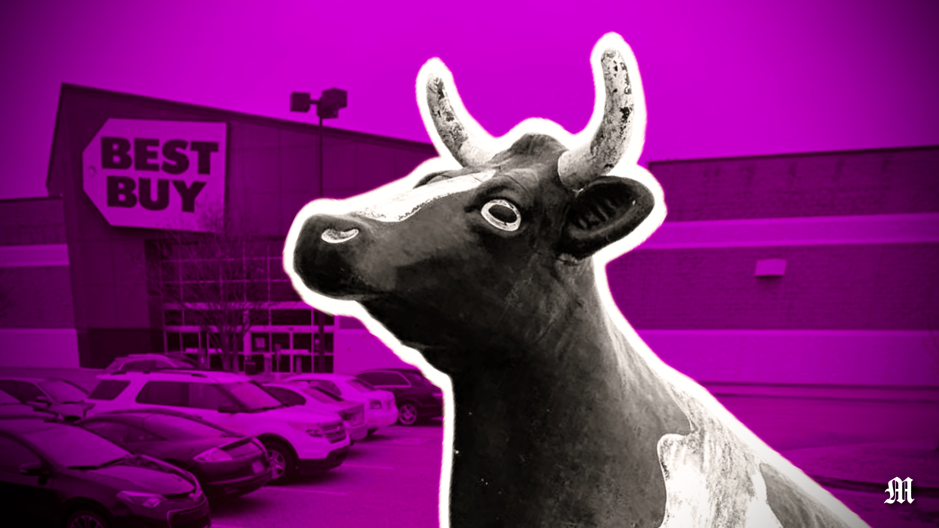 Kadie The Cow's Old 'Best Buy' Home Released From Gov't Ownership