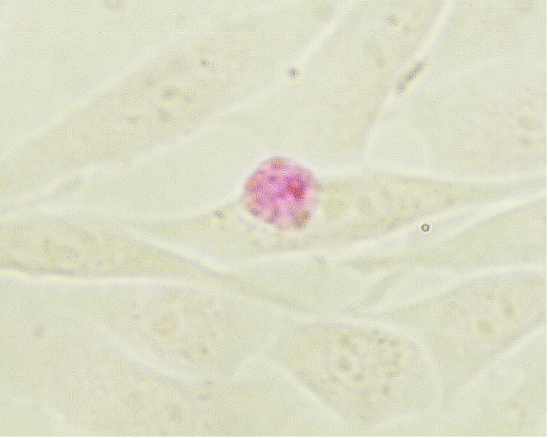 APOPercentage apoptosis assay kit from Biocolor Ltd