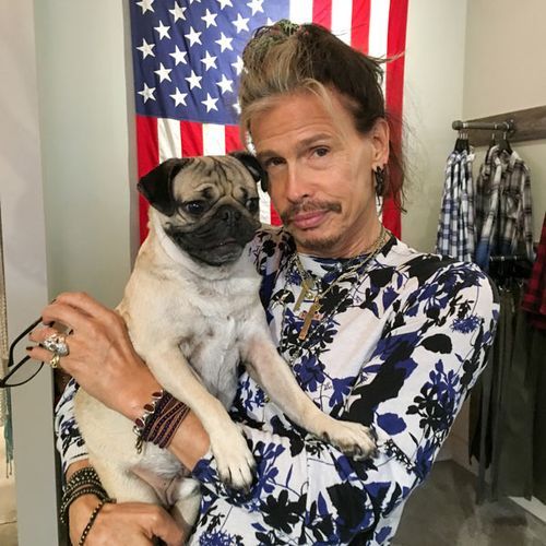 Doug the Pug | About Doug