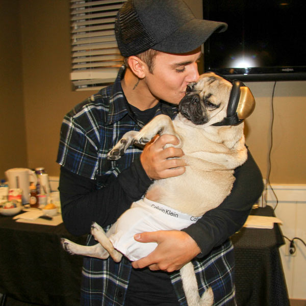 Doug the Pug | About Doug