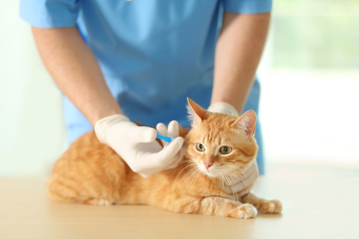 Infeksi Chlamydia pada kucing (Chlamydiosis) | Pawlyclinic