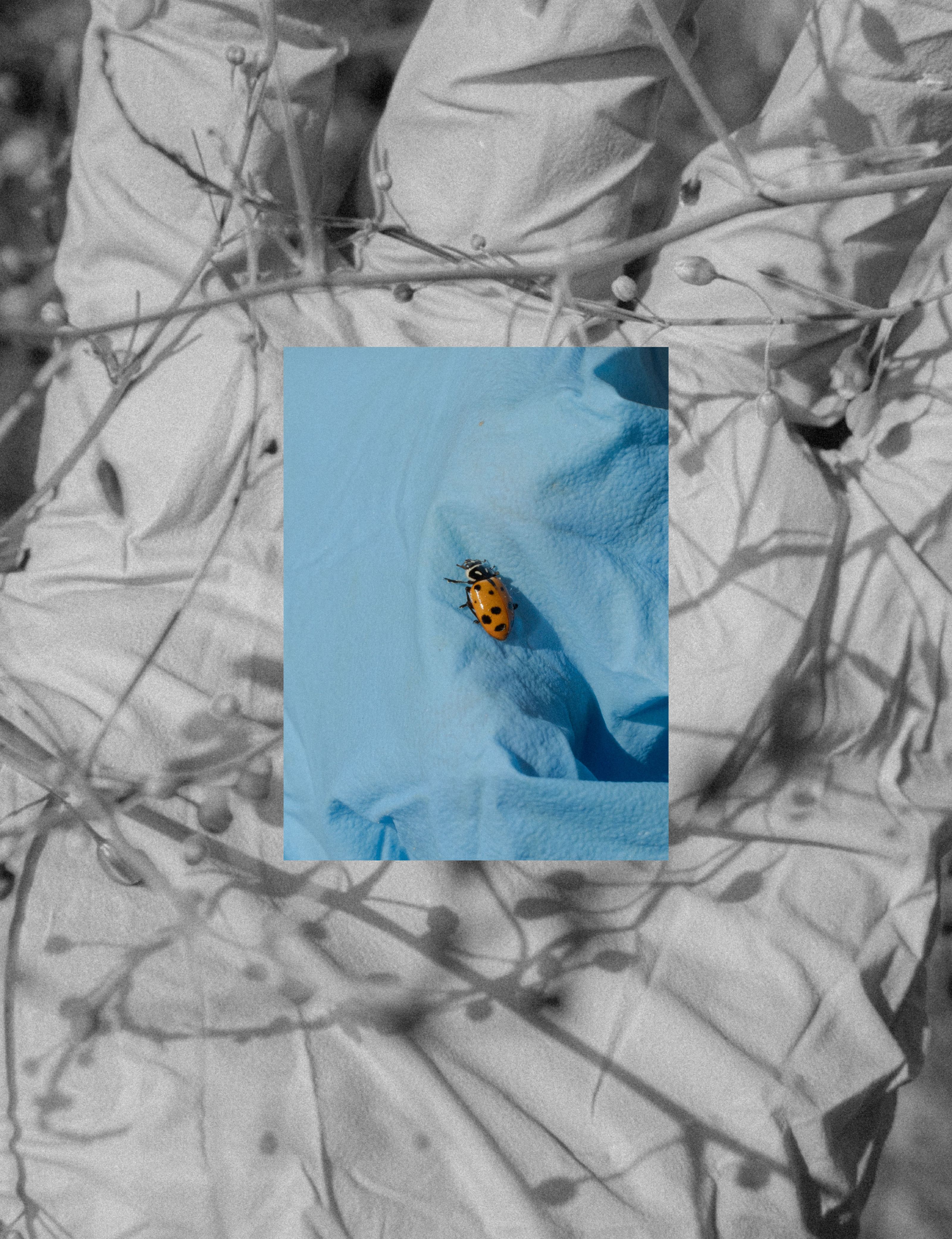 Companion—Platform