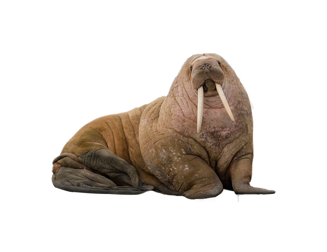 Yin Asana Spotlight: Walrus Pose