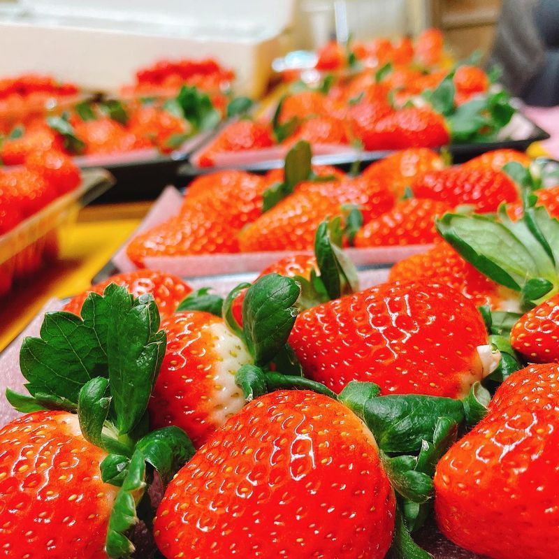 Inoue Ichigoen - ホーム