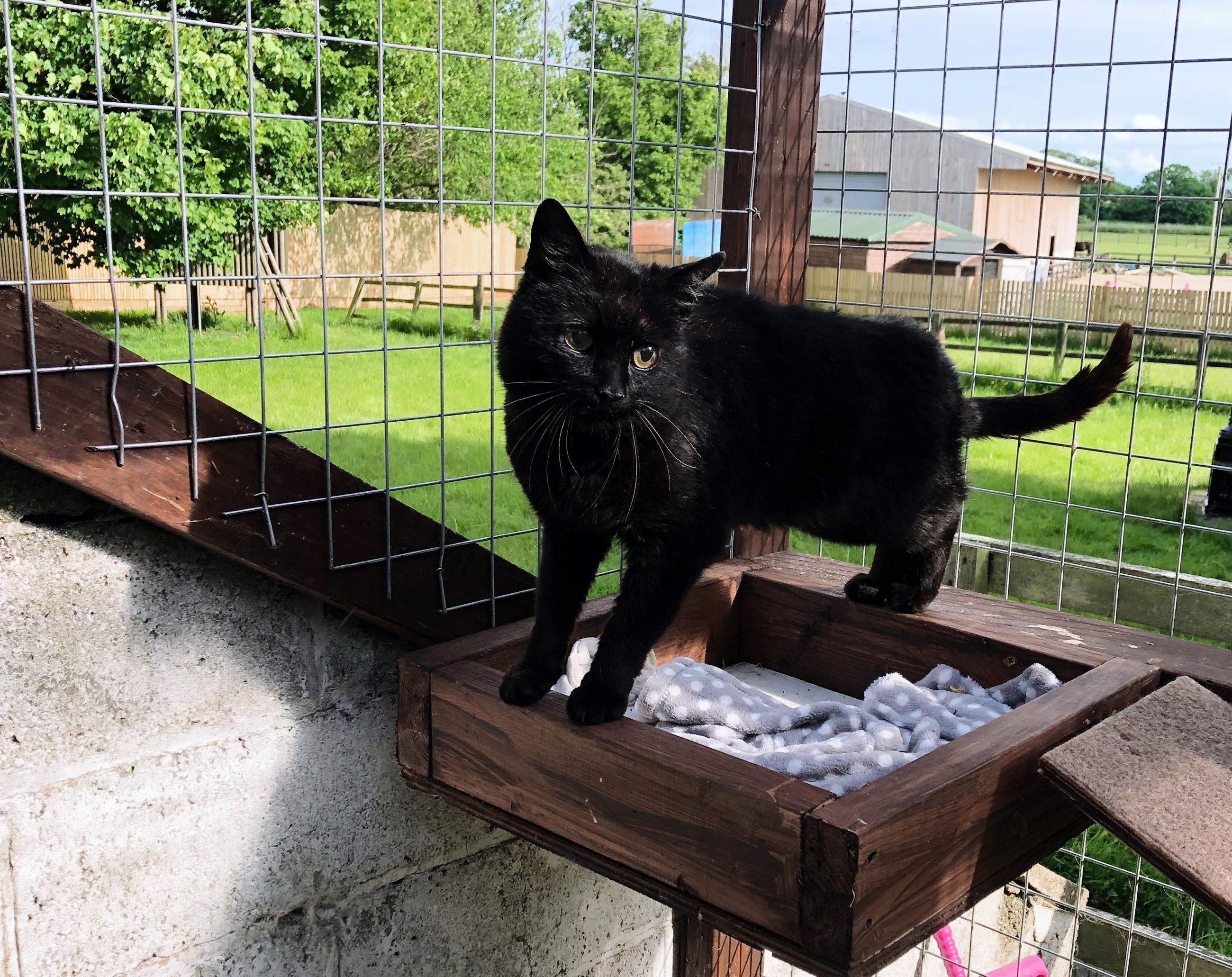 Looking for a Home - Our Cats - Filey Cat Rescue