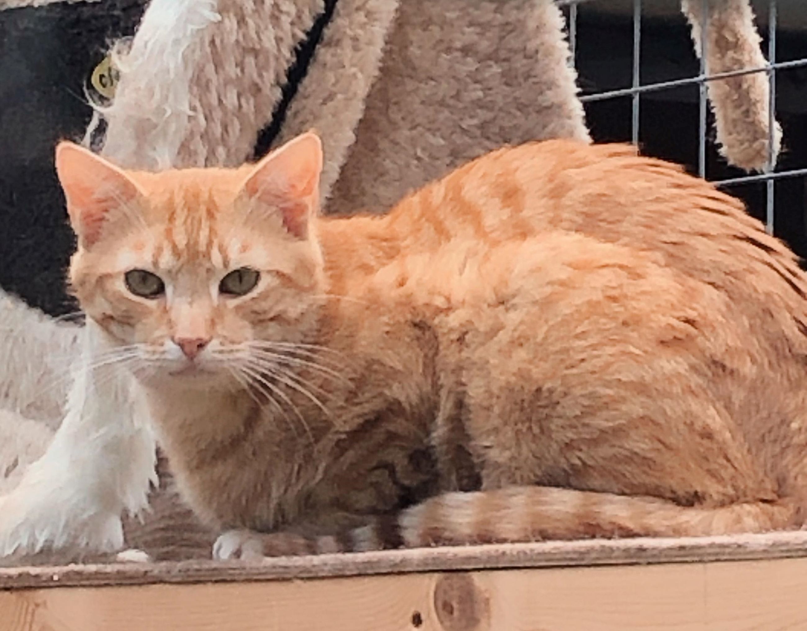 Looking for a Home - Our Cats - Filey Cat Rescue