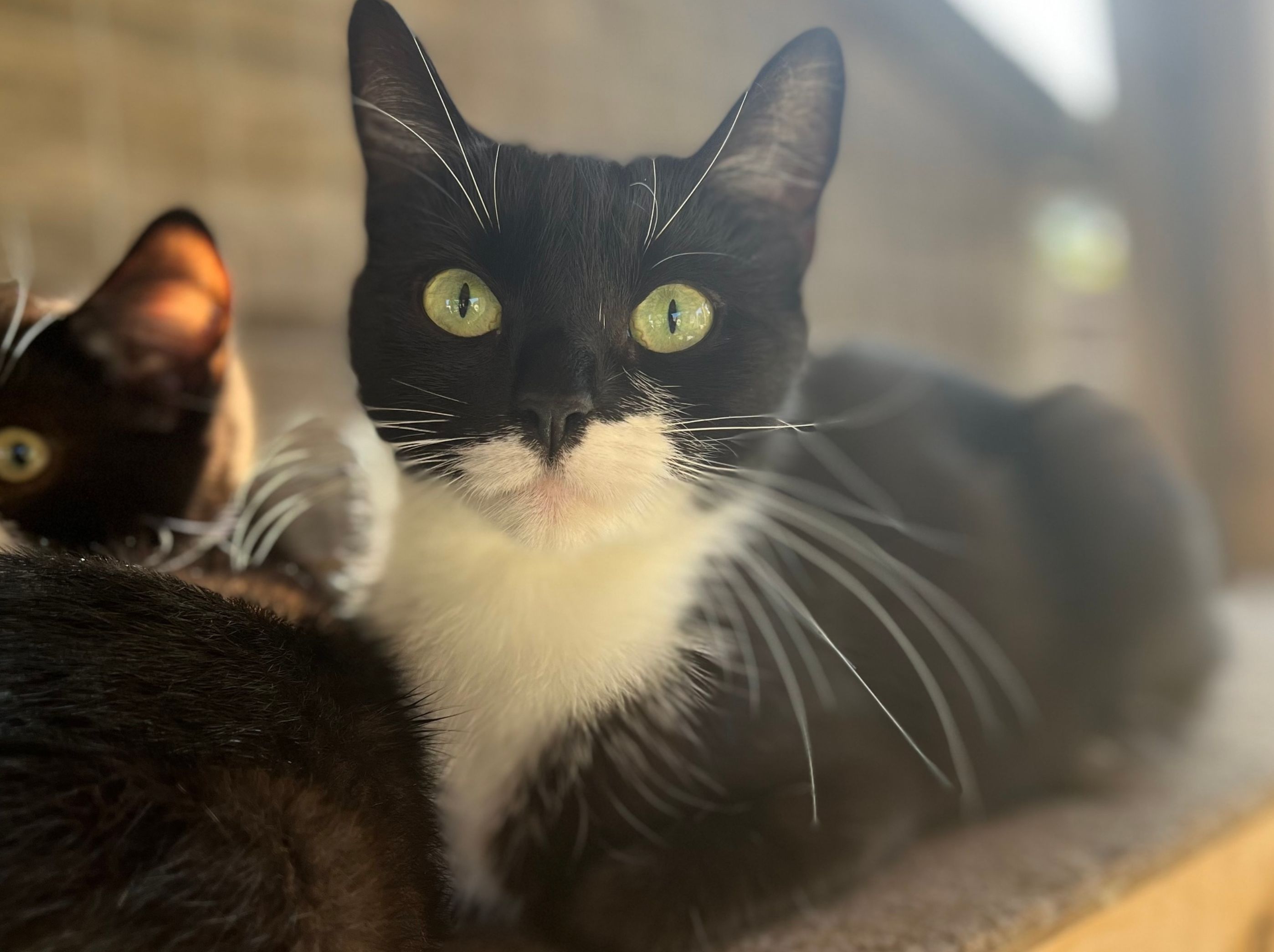 Sanctuary Residents - Our Cats - Filey Cat Rescue