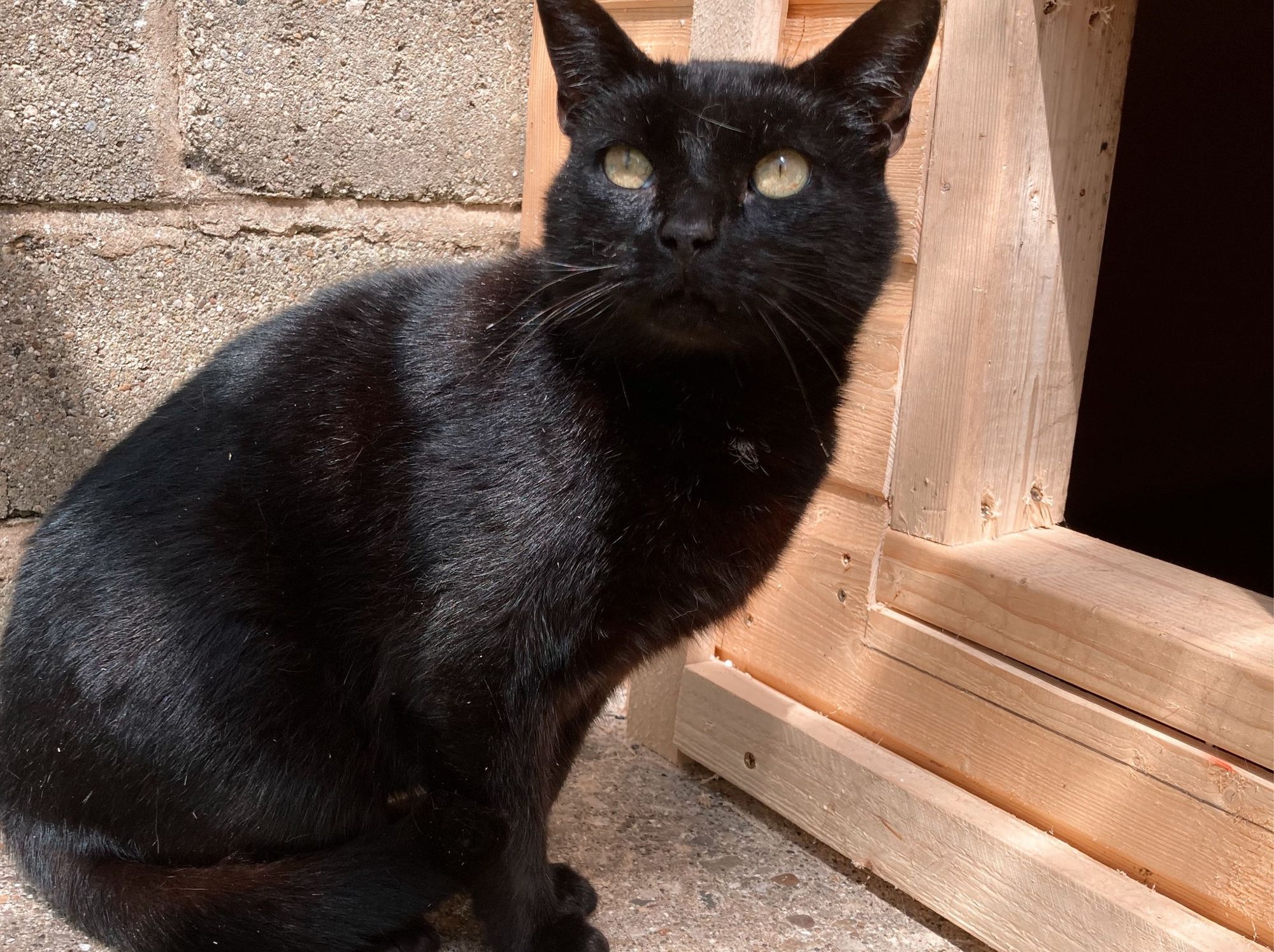 Looking for a Home - Our Cats - Filey Cat Rescue