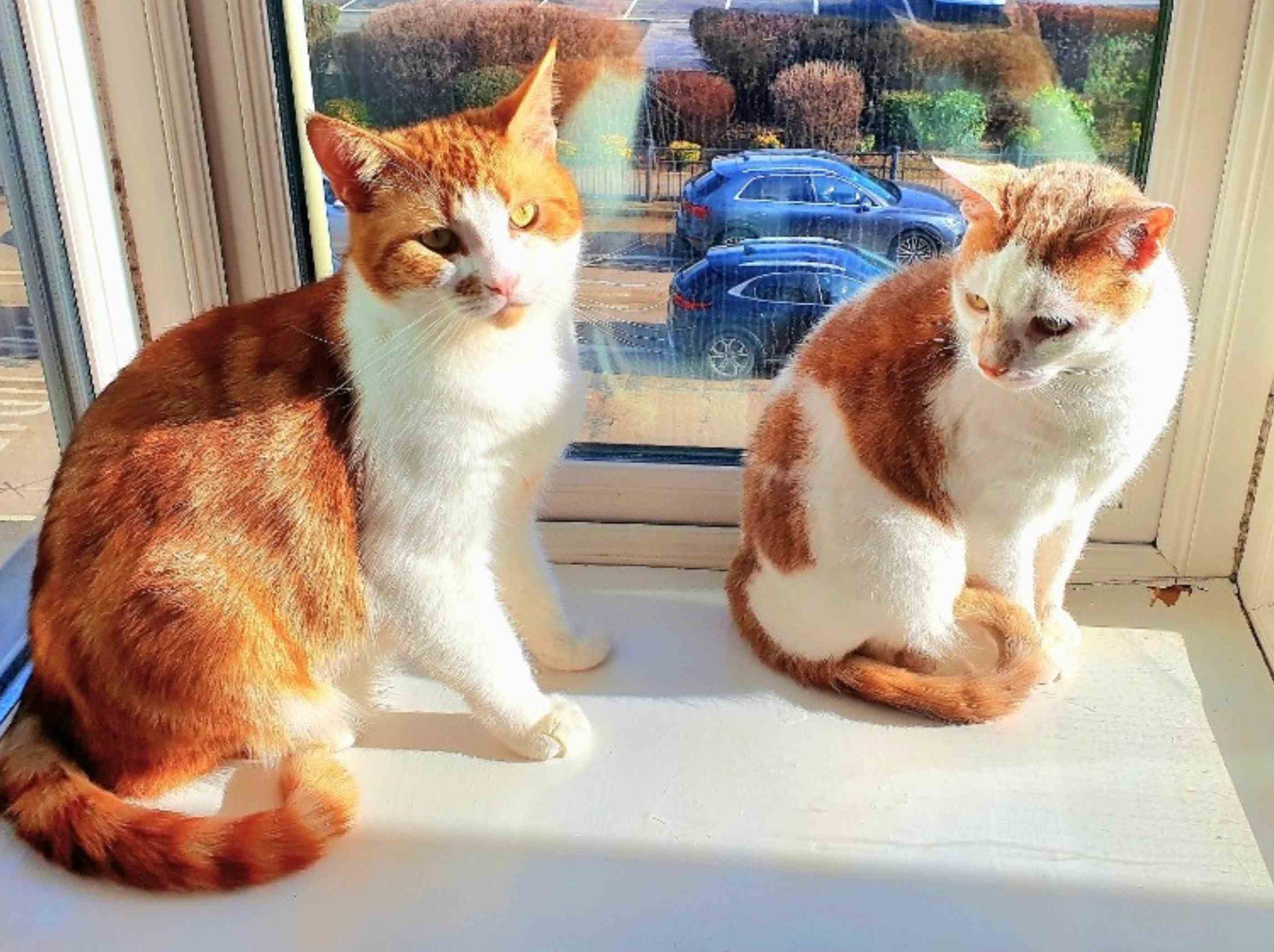 Looking for a Home - Our Cats - Filey Cat Rescue