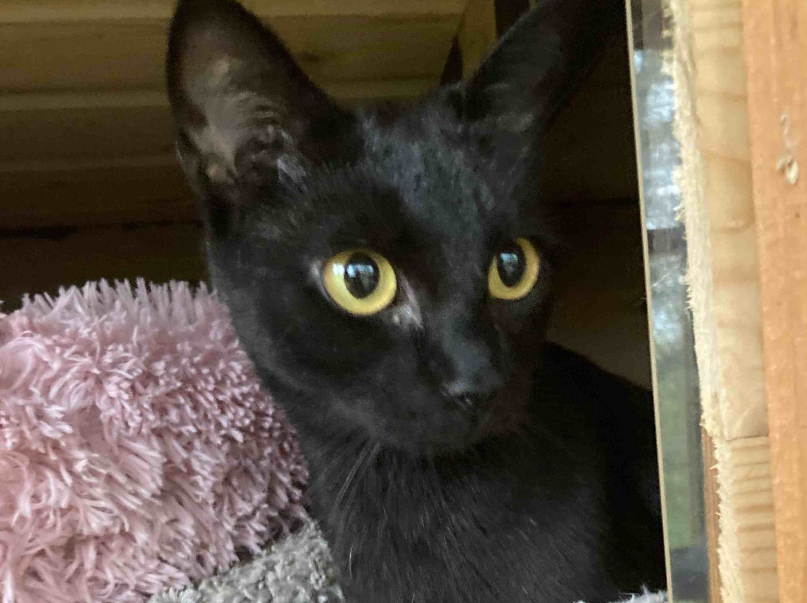 Our Cats - Filey Cat Rescue