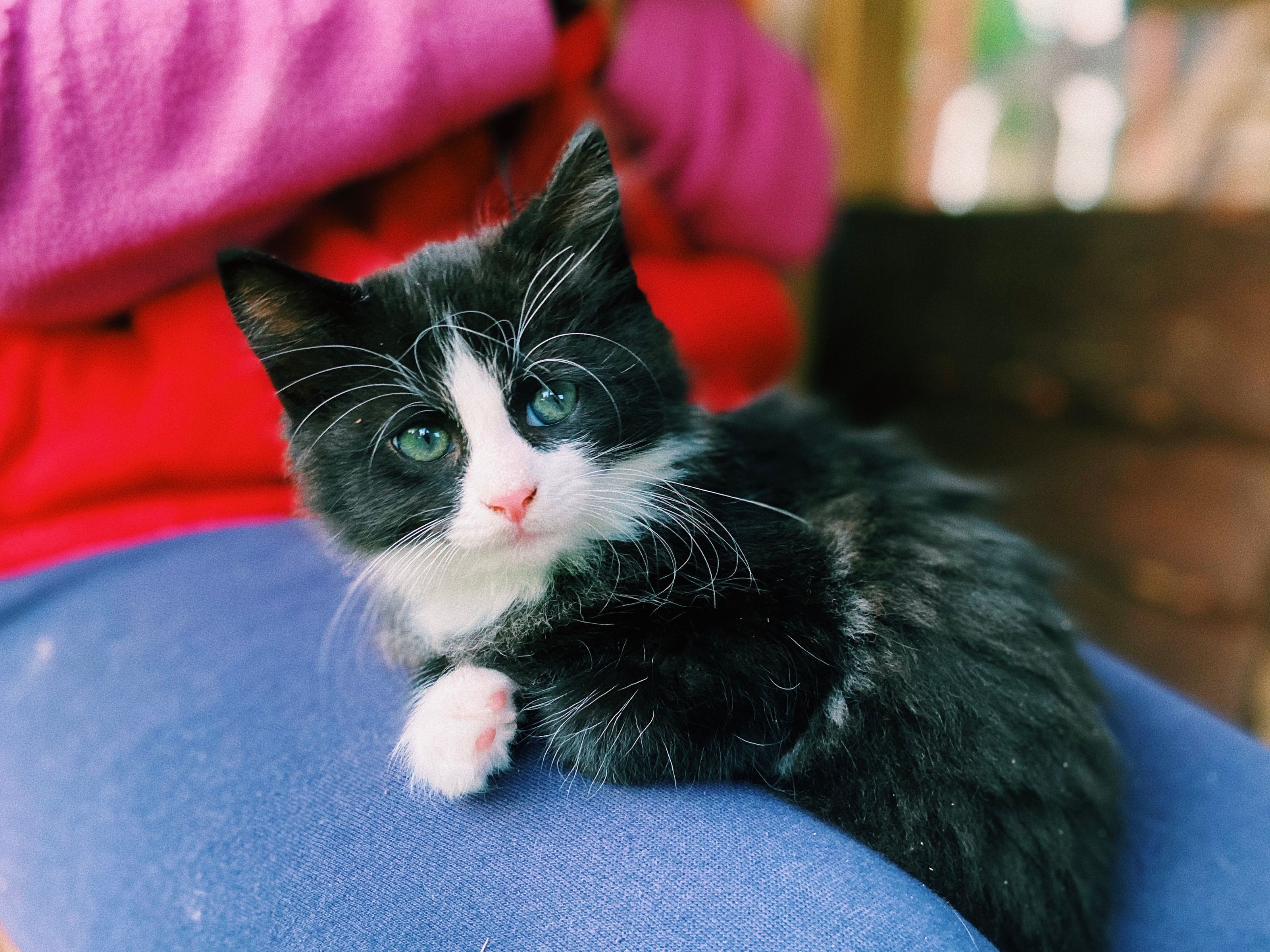 About Us - Filey Cat Rescue