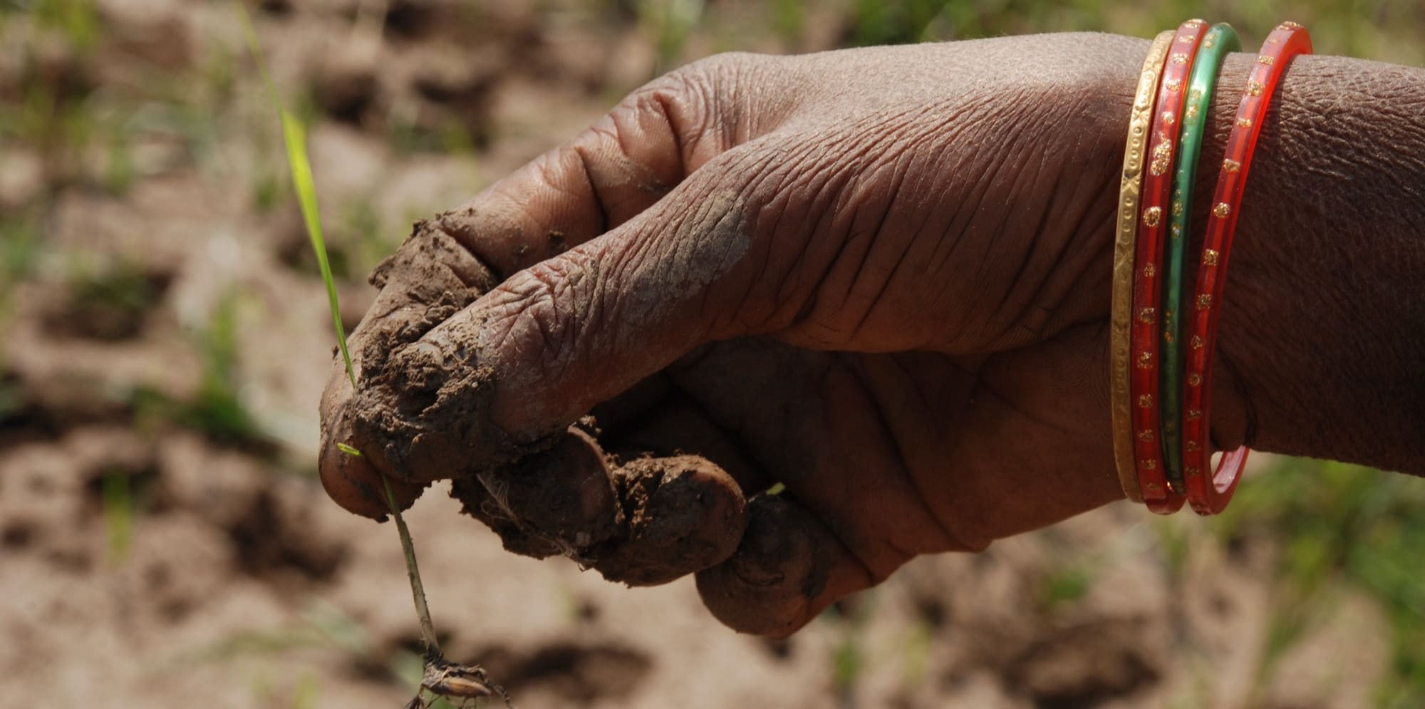 SRI-2030: Regenerative SRI Rice Practices on 50m ha by 2030