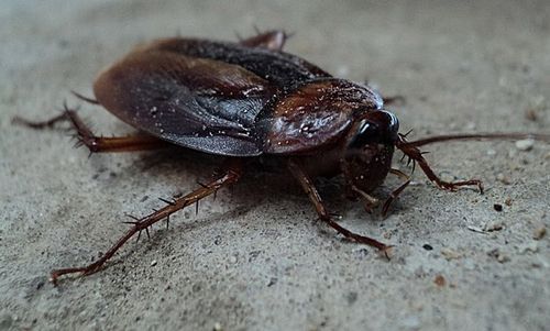 Cockroach Identification Guide