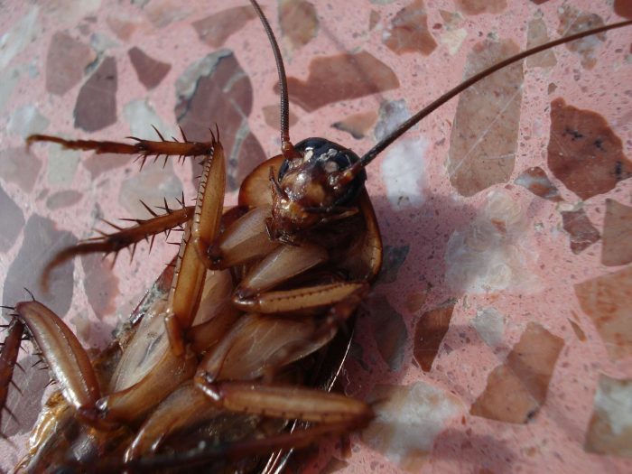Are Cockroaches Dangerous?