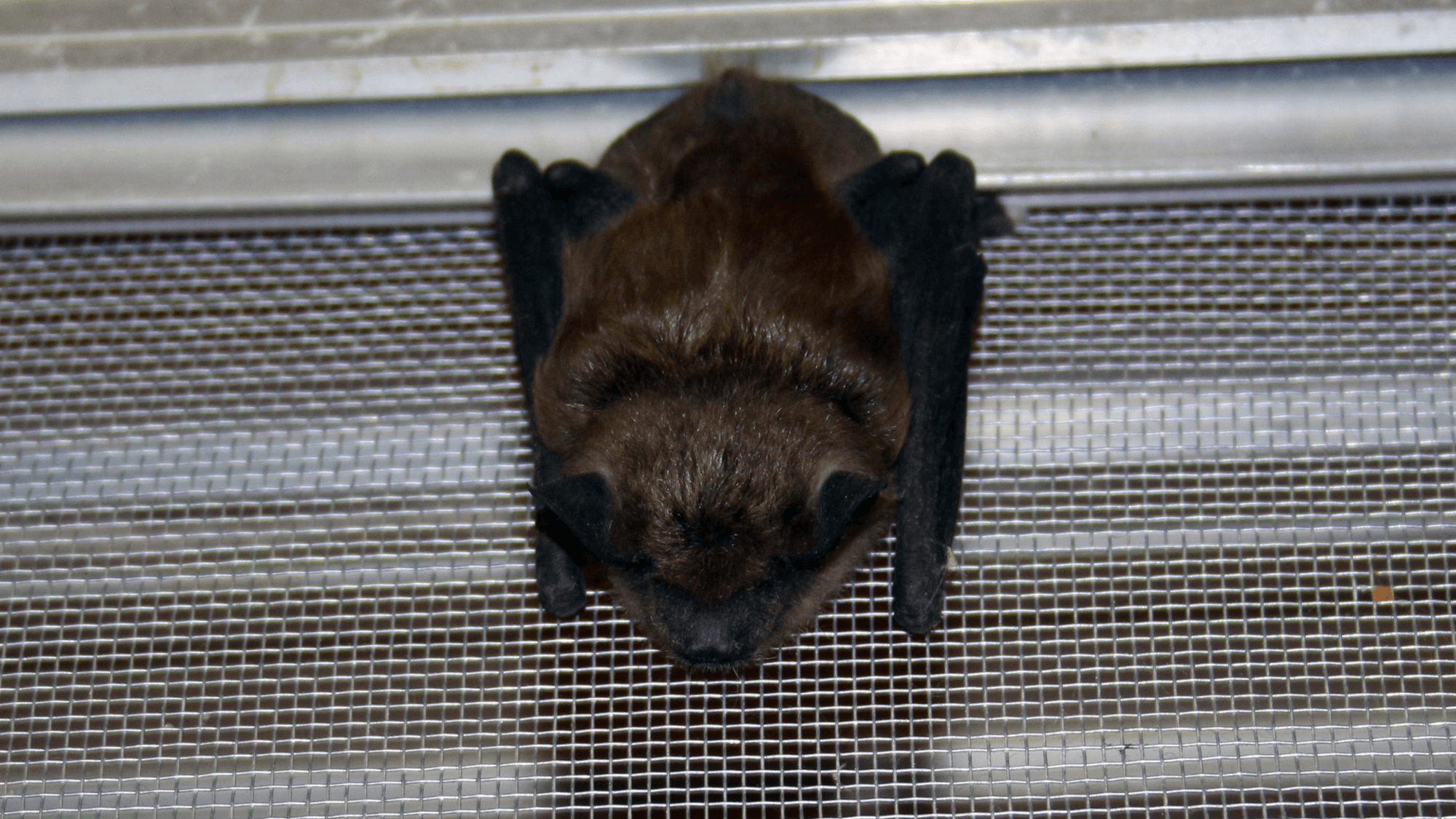 The World's Weirdest Pests