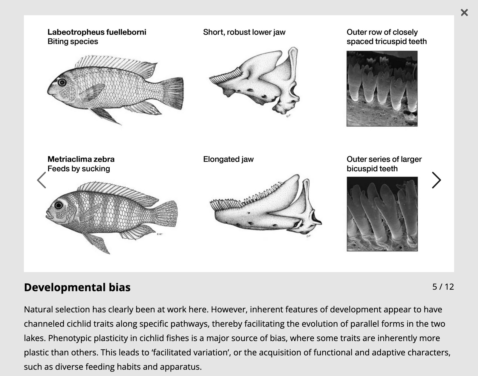 Design Science - Identity and website for ‘evolution rethink’ research ...
