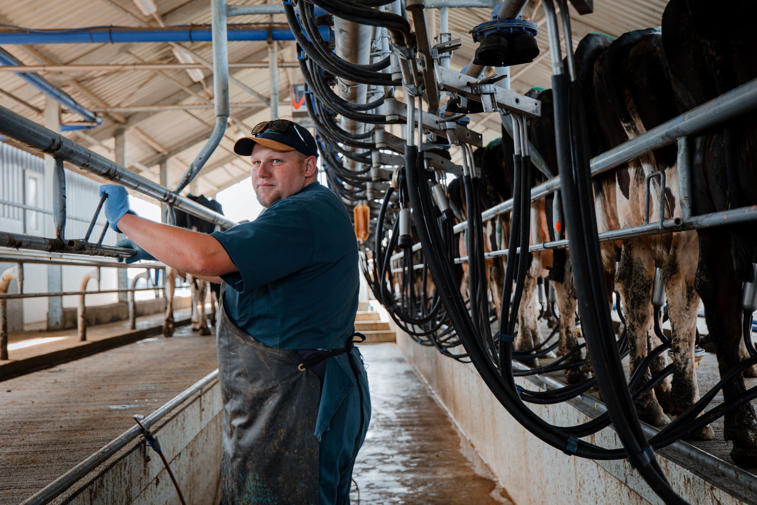Stock Finance for Dairy Farmers | Herd Partners