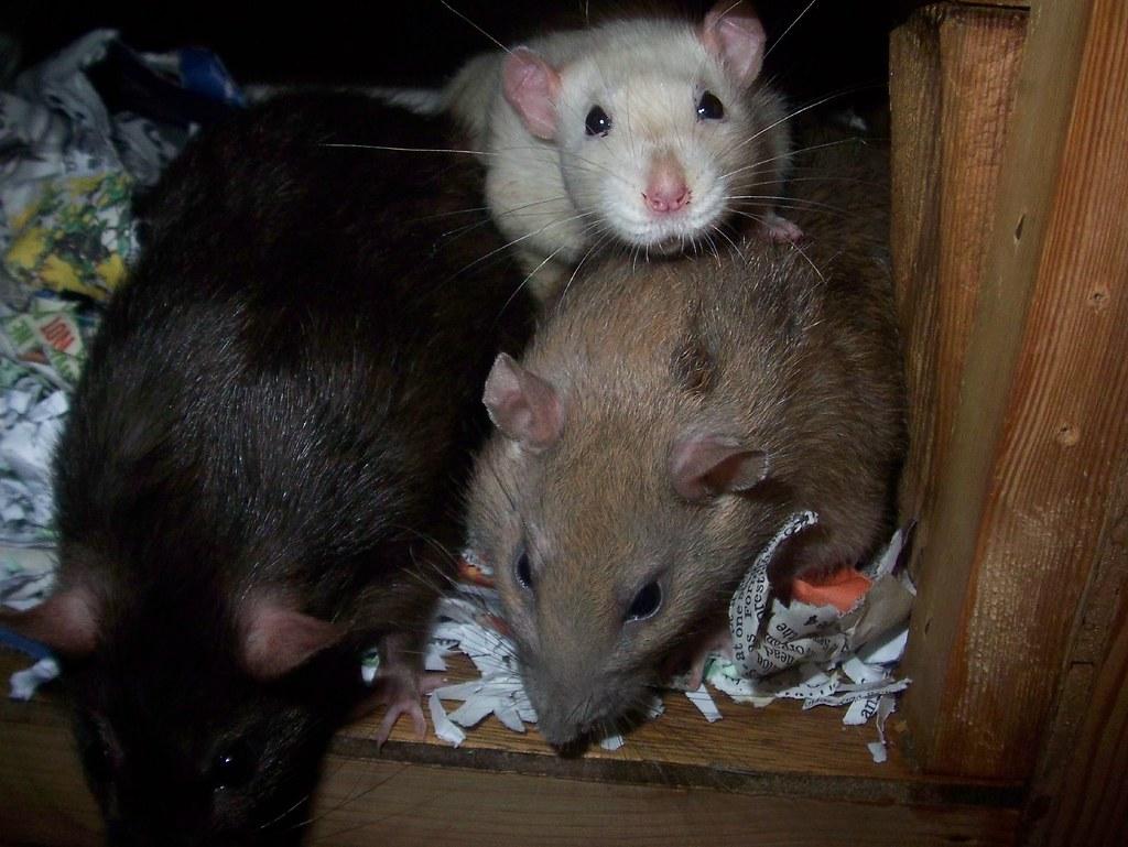 NGAN Rhône | Dératisation & Désinsectisation