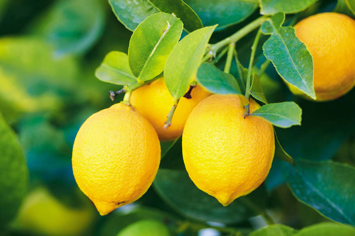 Terpene: Limonene