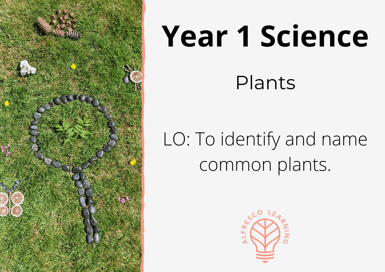 Taking Year 1 - Plants Outdoors