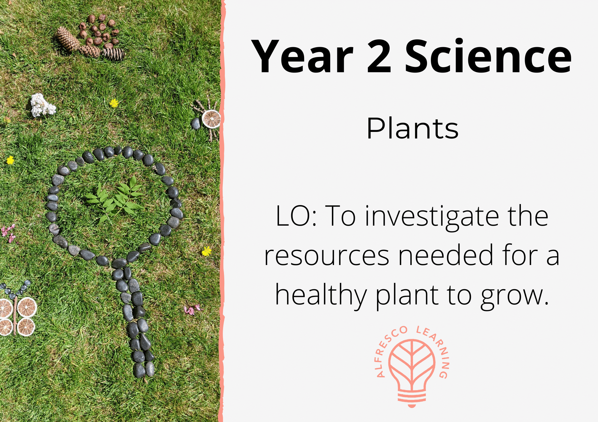 Taking Year 2 - Plants Outdoors