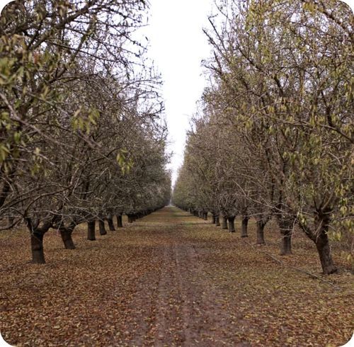 Mote — Unlocking hydrogen and carbon removal from Earth’s abundant wood ...