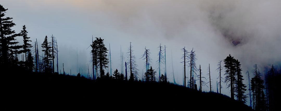 Mote — Unlocking hydrogen and carbon removal from Earth’s abundant wood ...